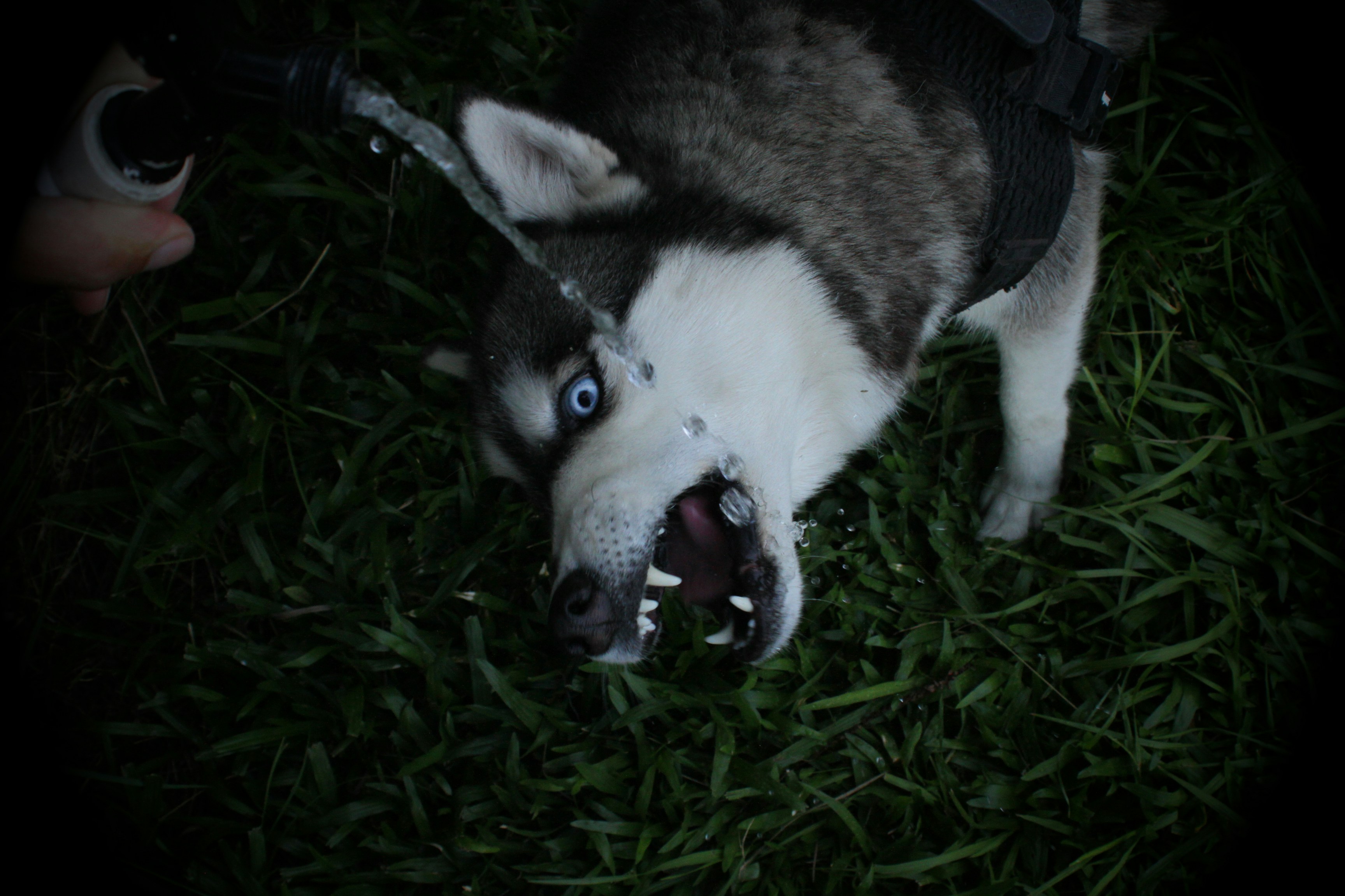 Ensuring Justice for Dog Bite Victims